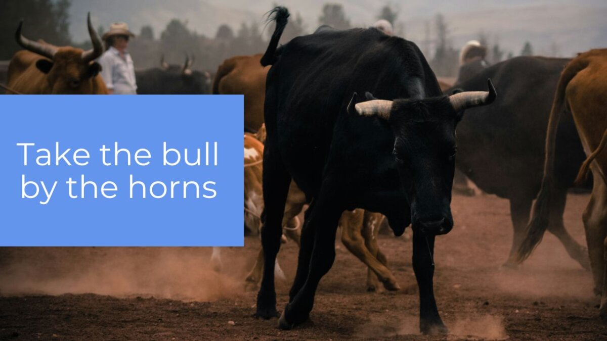 Anglická fráza – take the bull by the horns - Otago